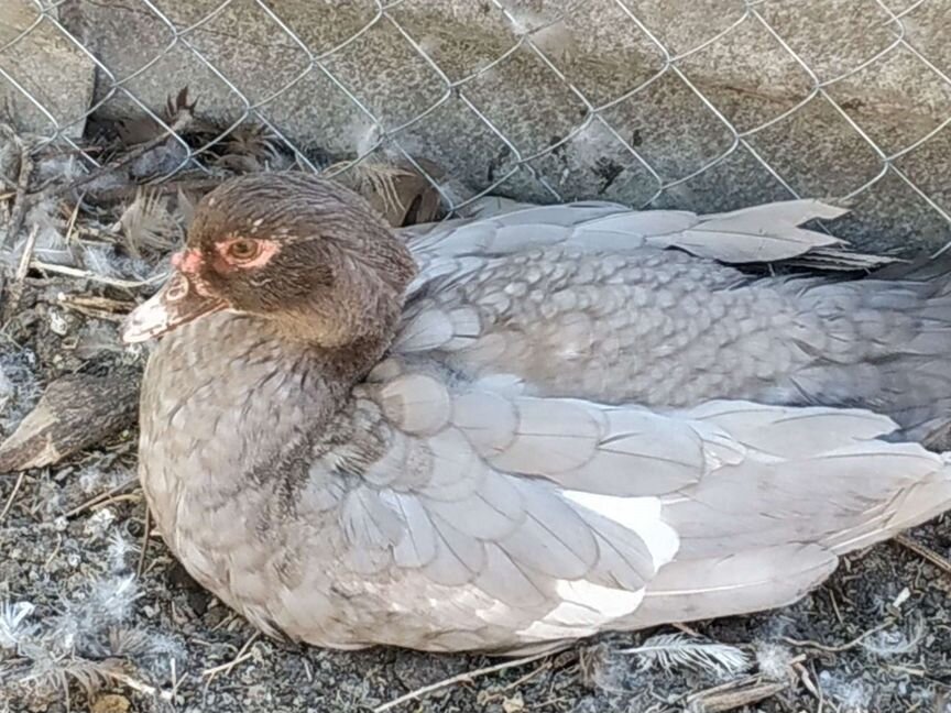 Утки мускусные на развод и на мясо