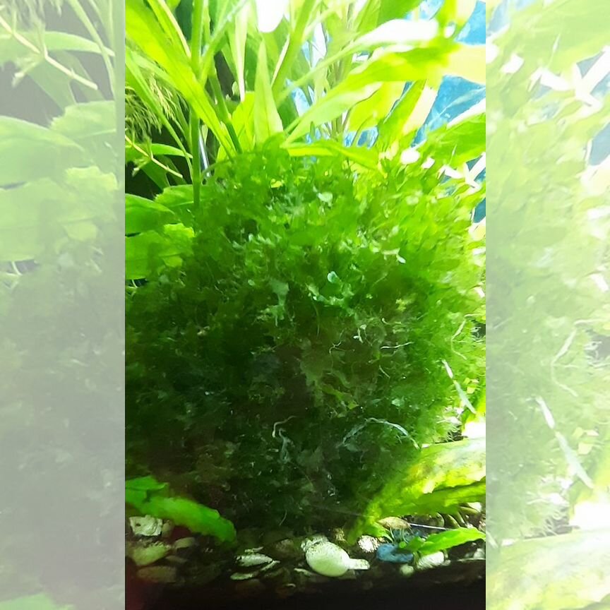 Папоротник ламариопсис