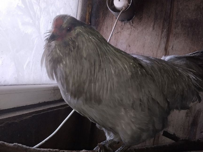 Петух амераукана