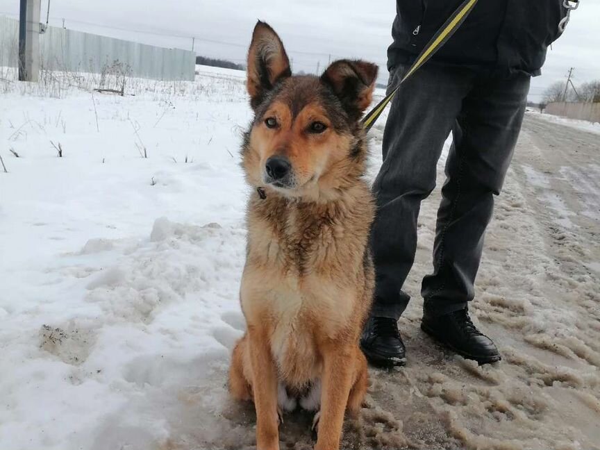 Собака в добрые руки