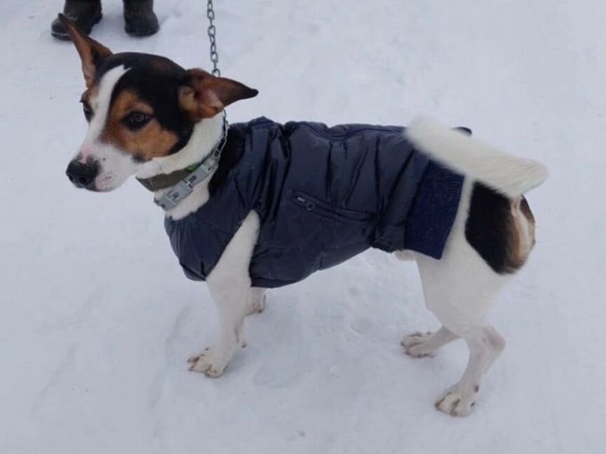 Ричик небольшой песик кастрирован