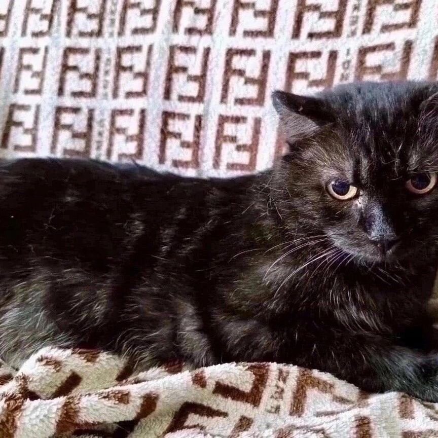 Кот британец
