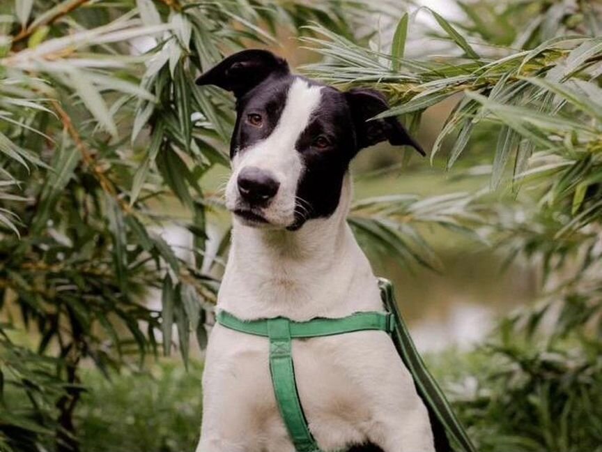 Рэм живет в приюте и мечтает о доме