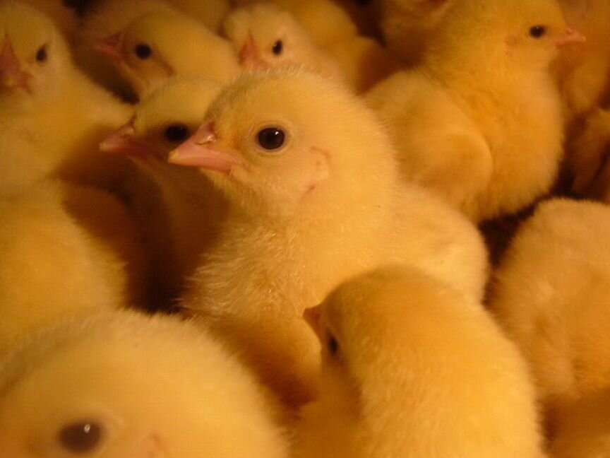 Цыплята несушки Ломан браун