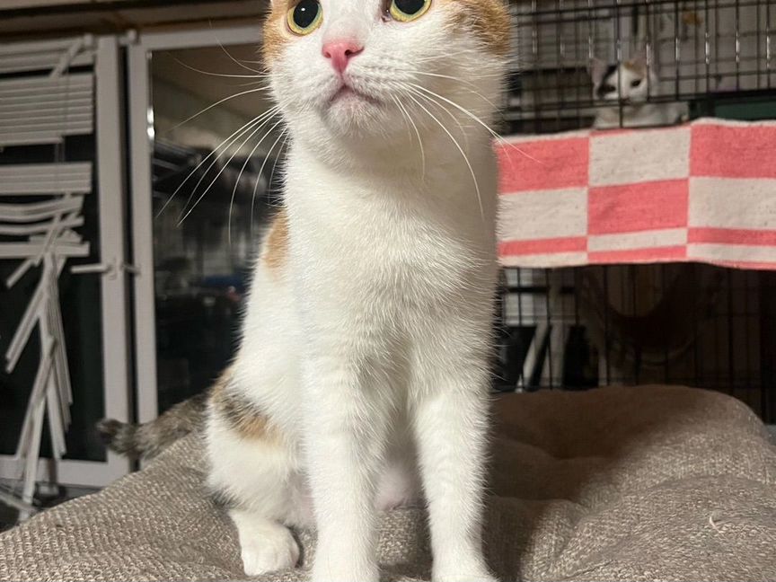 Котенок в добрые руки