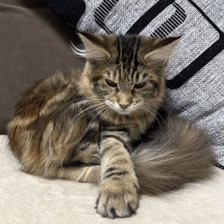 Мейн-кун котёнок