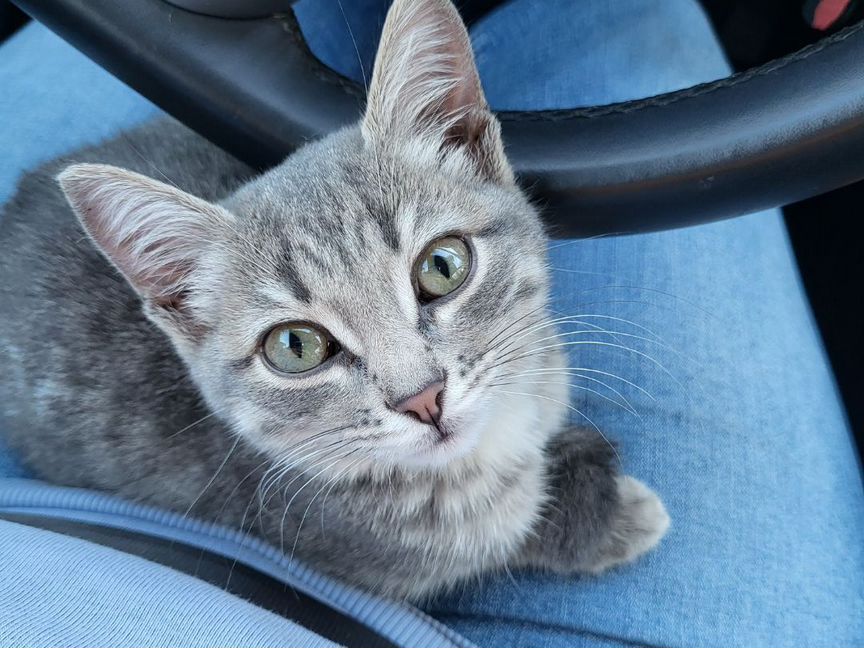 2 котенка (около 2,5 мес) ищут дома