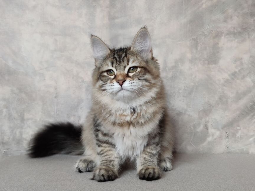 Сибирский котёнок из профессионального питомника