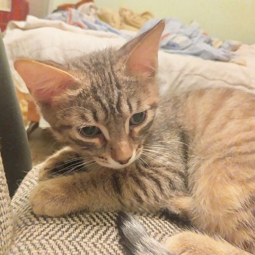 Взрослый кот в добрые руки