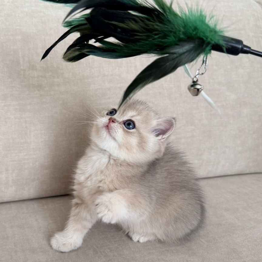 Шотландский прямоухий короткошёрстный котёнок