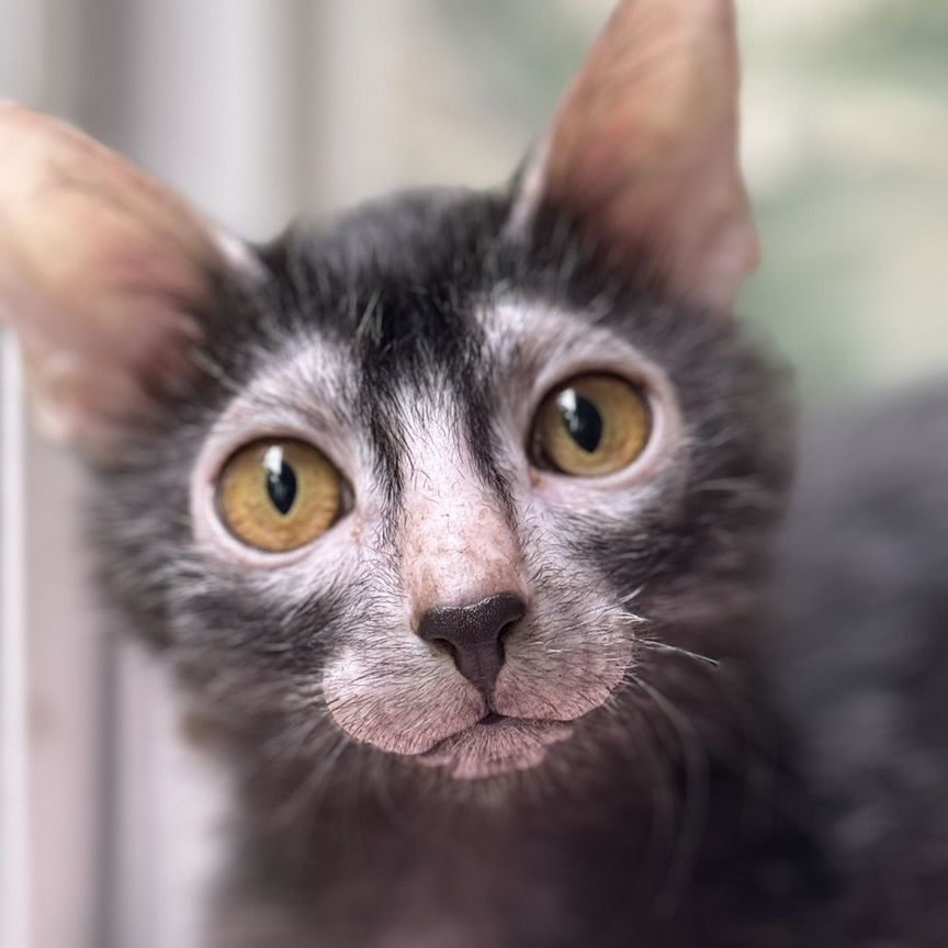 Кошка Оборотень