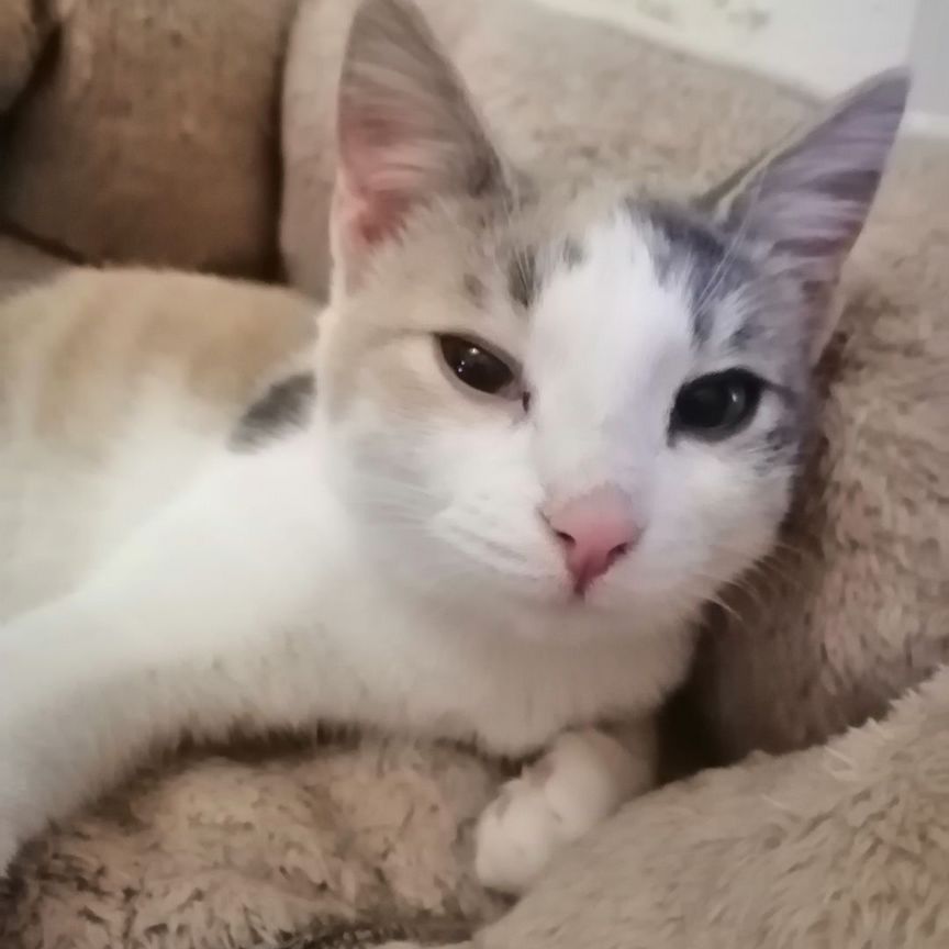 Котенок