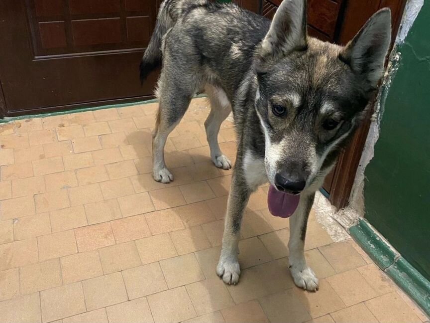 Западно сибирская лайка