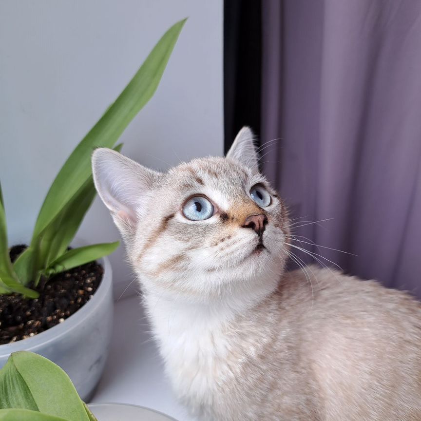 Невская маскарадная девочка котенок
