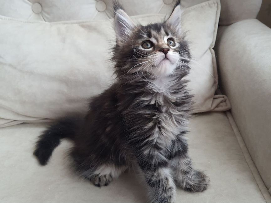 Мейн Кун клубный котёнок девочка