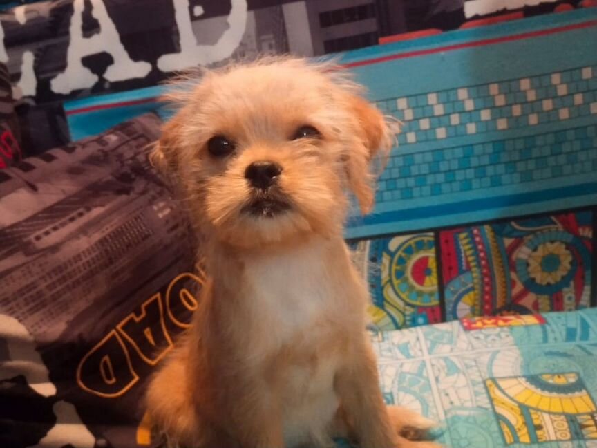 Собака маленькая порода