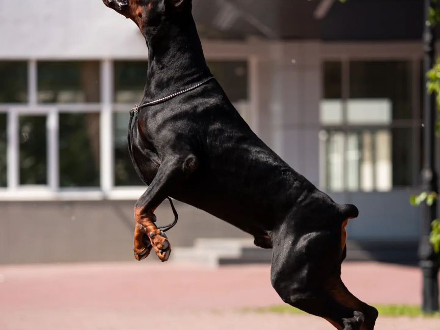 Щенки добермана