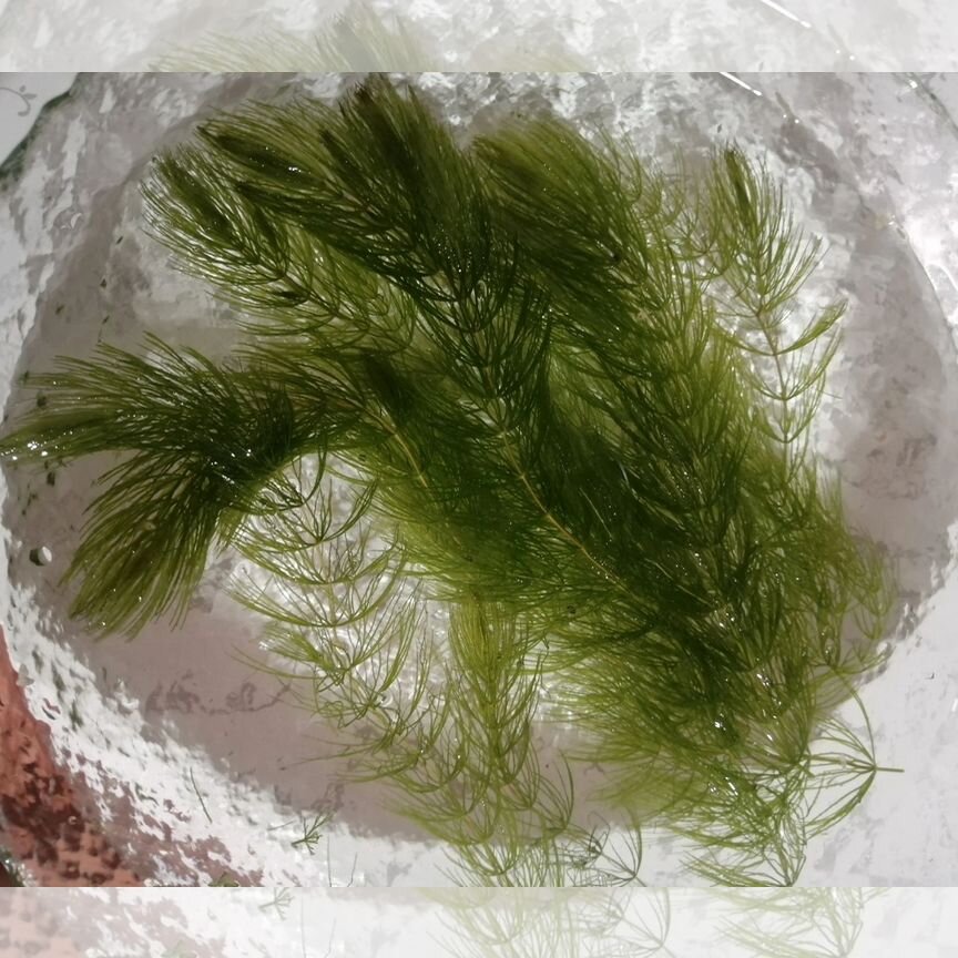 Роголистник в аквариум