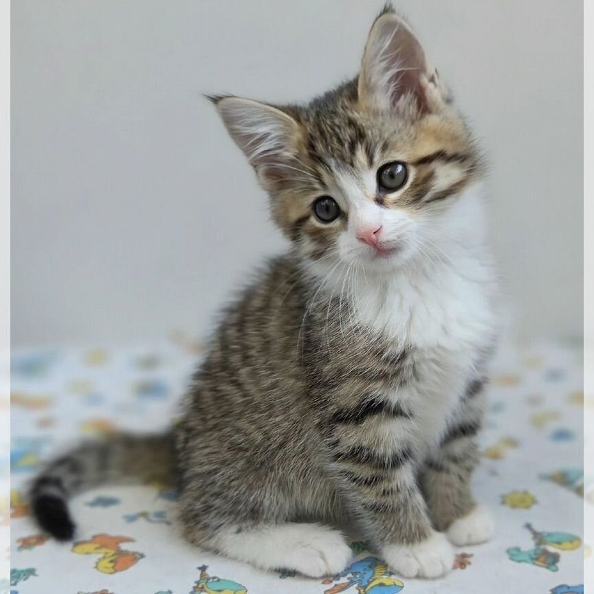 Котёнок в добрые руки