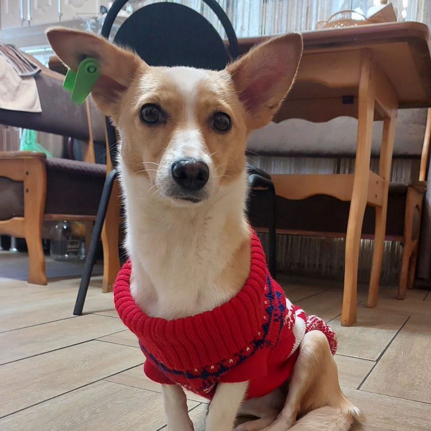 Маленькая собака в добрые руки