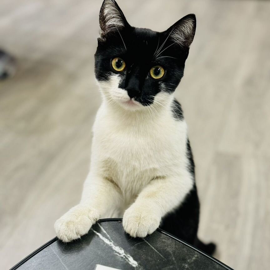 Котенок в добрые руки