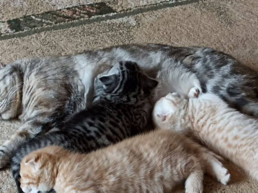 Кошка