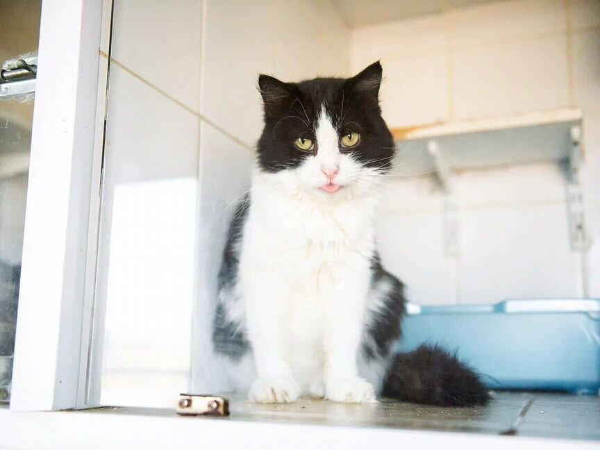 Котик Томас из приюта бесплатно