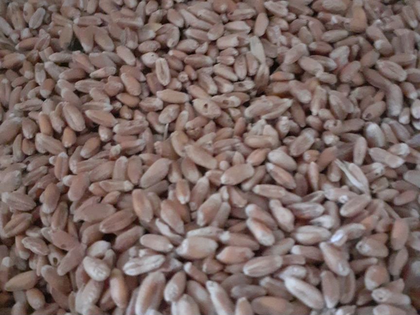 Продам пшеницу фураж