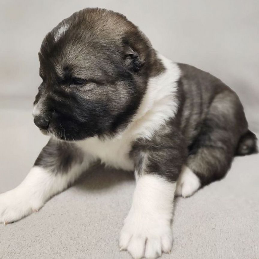 Среднеазиатская овчарка, щенок