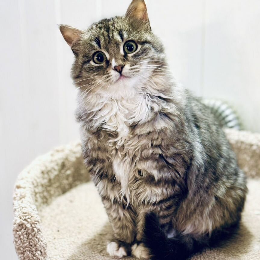 Котенок кастрированный
