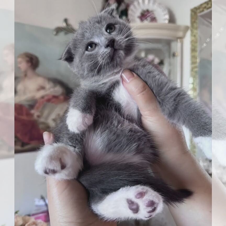 Шотландский вислоухий короткошёрстный котёнок