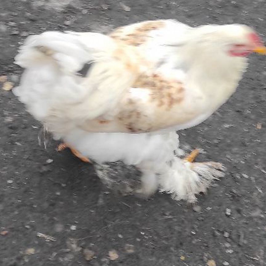 Продам петуха порода брама