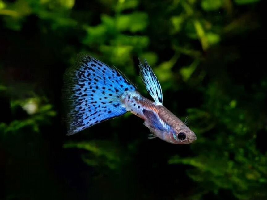 Гуппи синяя трава