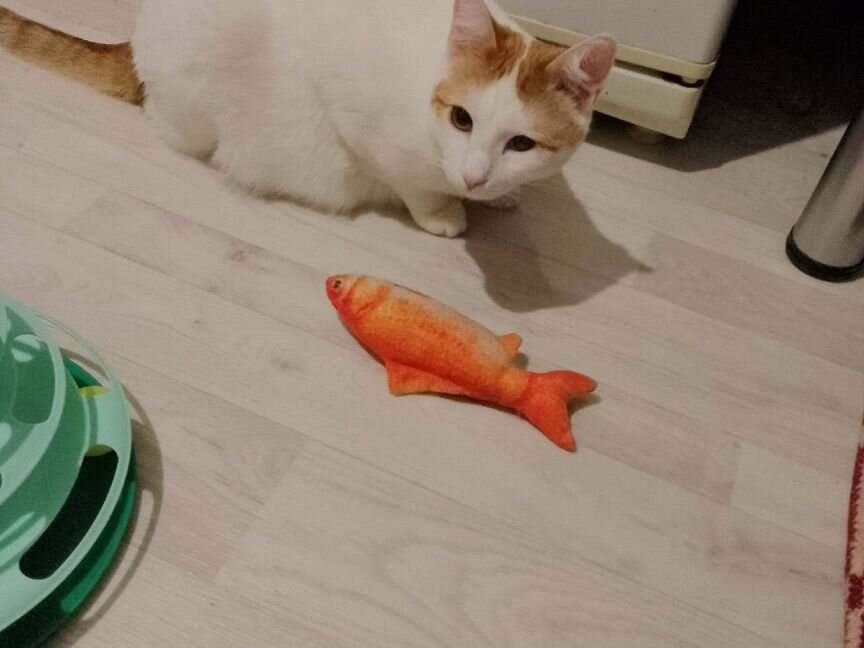 Кот в добрые руки