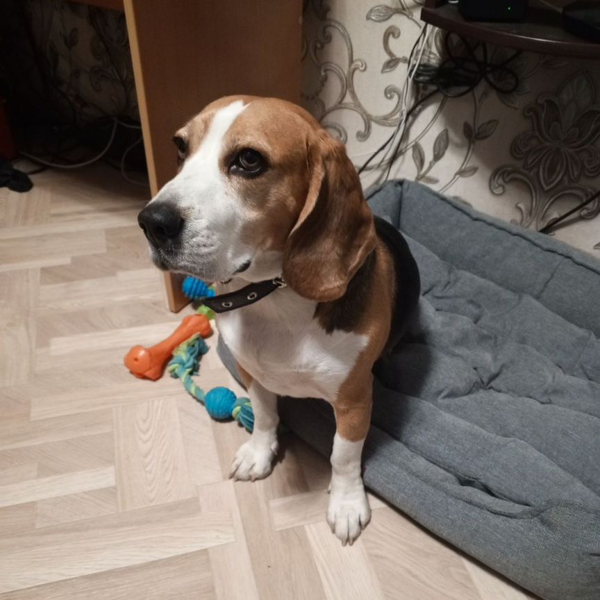 Отдам в добрые руки