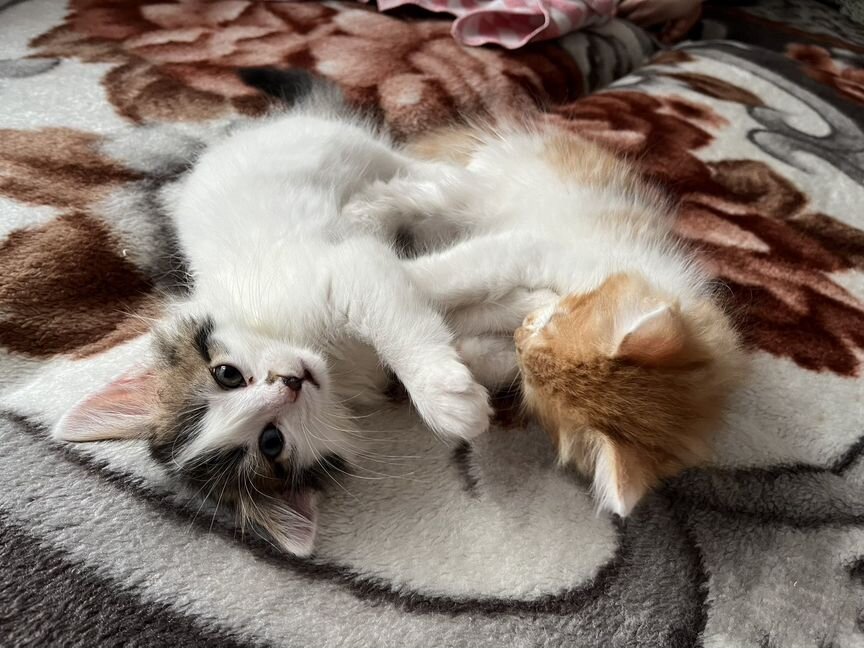 Кошки в добрые руки