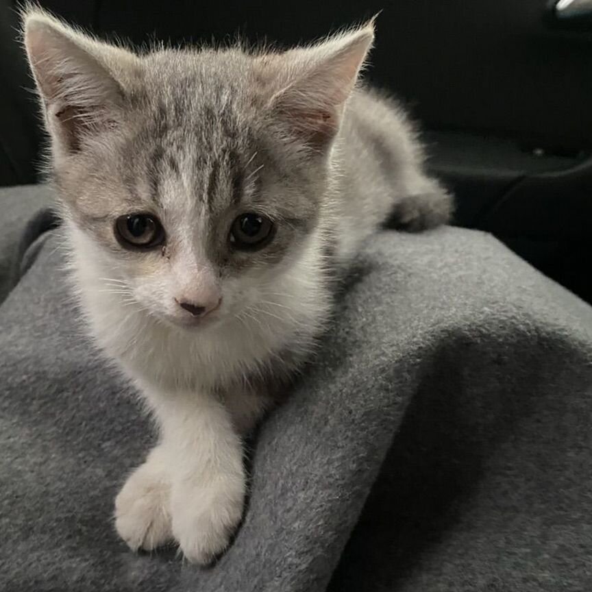 Котёнок в добрые руки