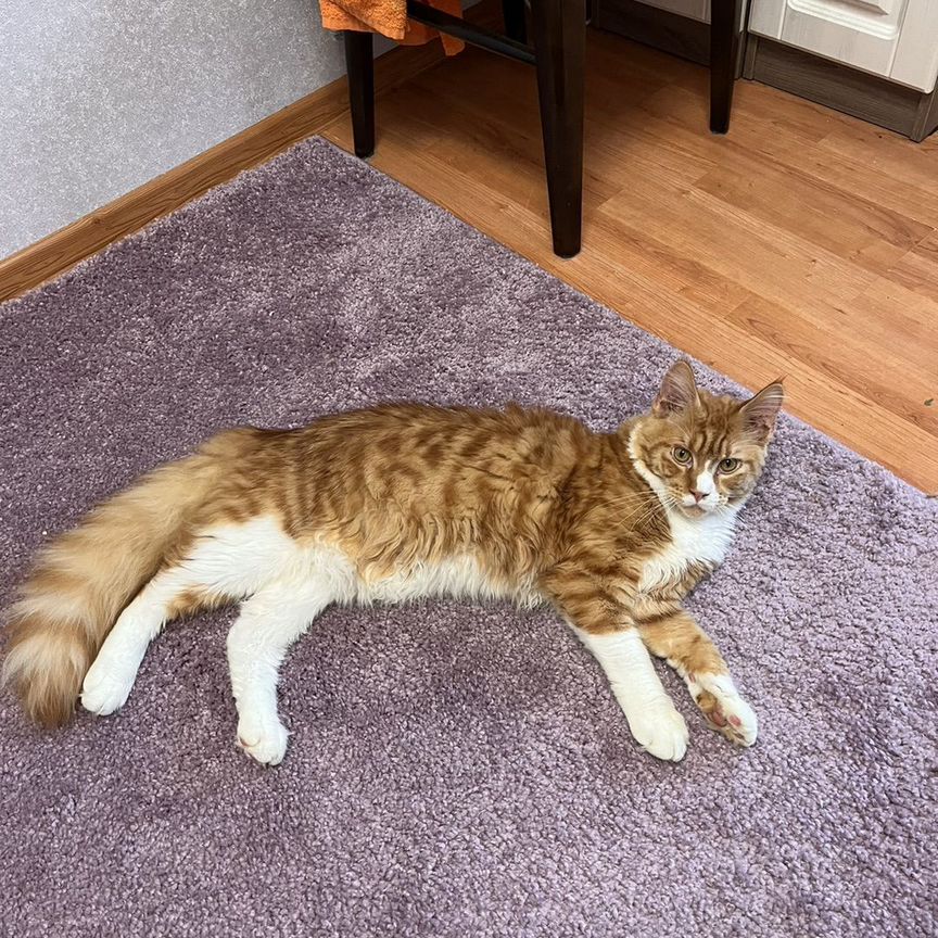 Кот мейнкун