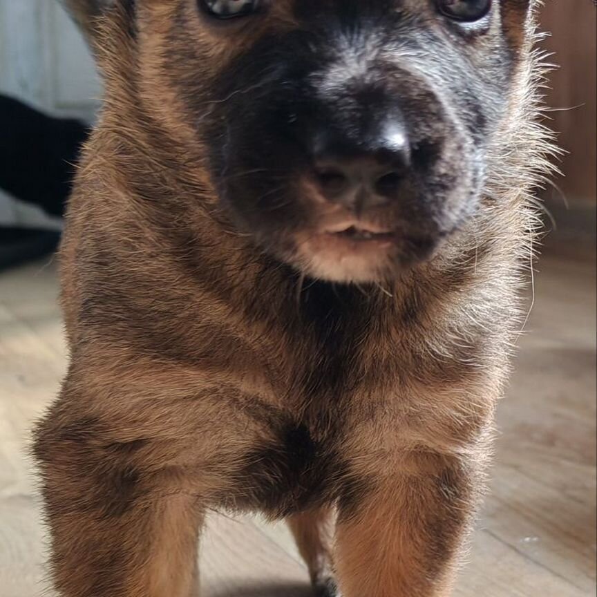 Отдам бесплатно в добрые руки