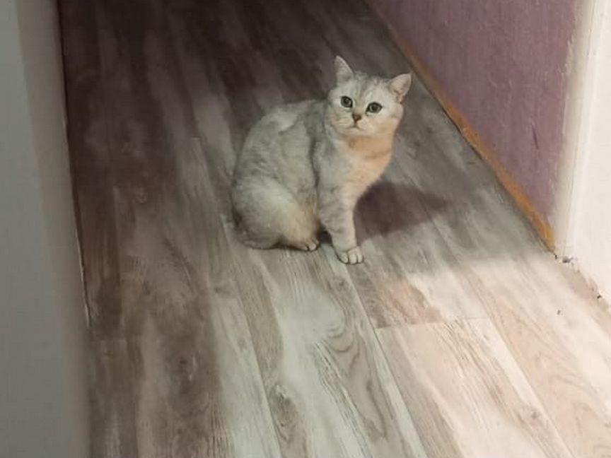 Шотландский котик