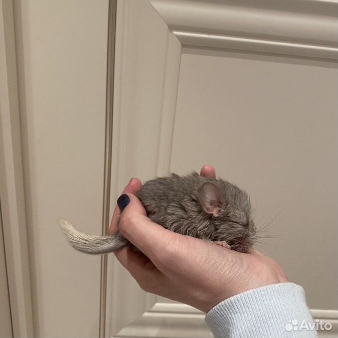 Шиншилла гетеробеж