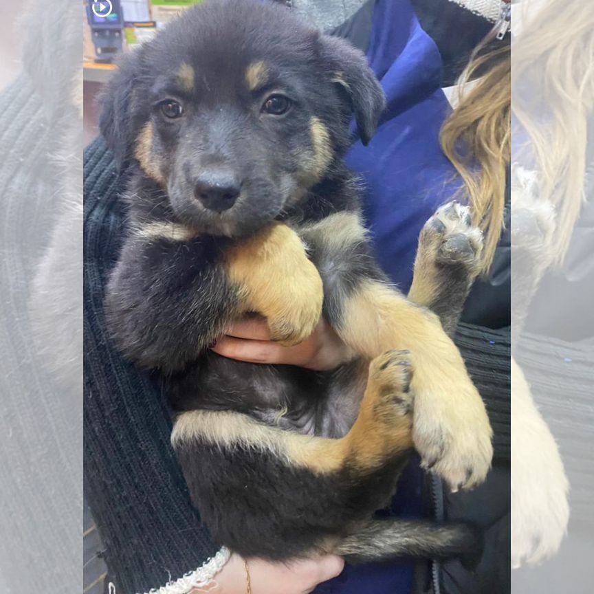 Пули, щенок