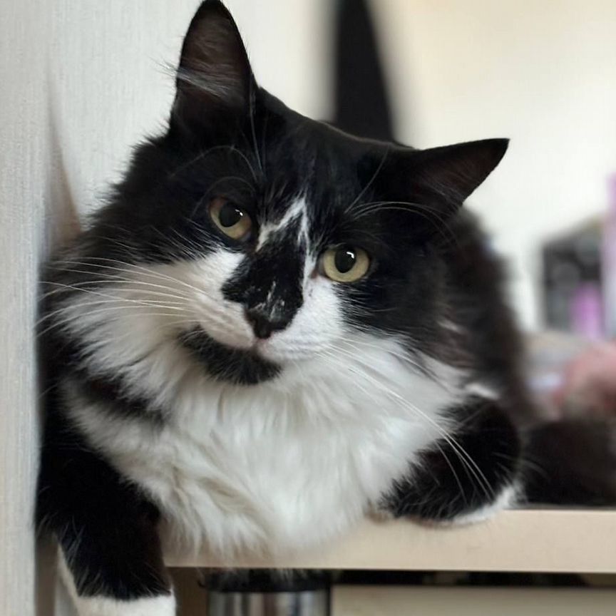 Кот