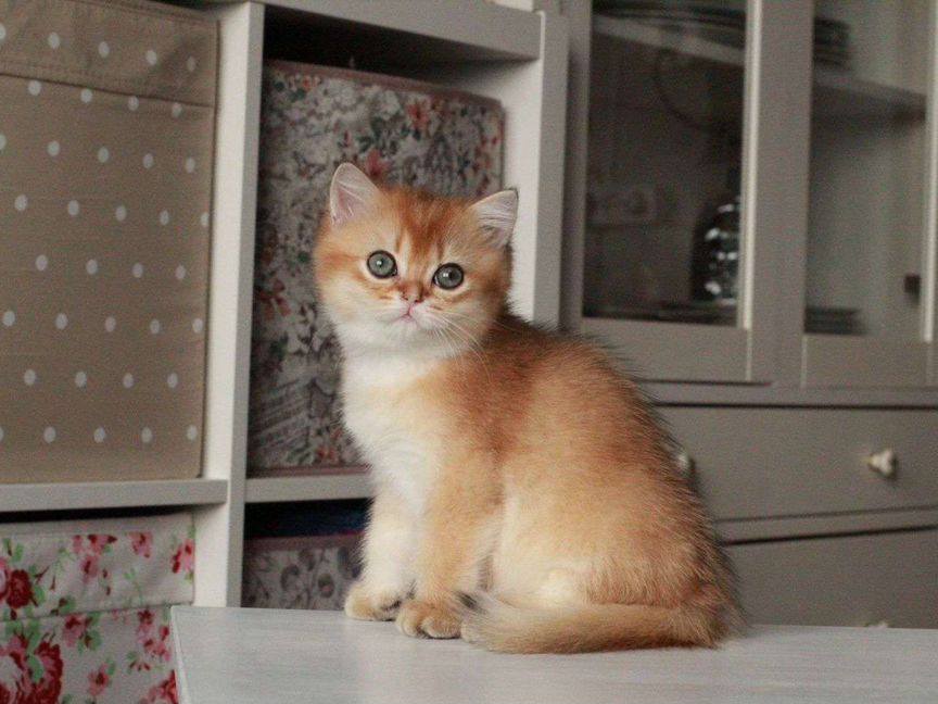 Золотой британский котик