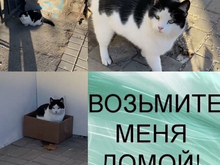 Кошечка замерзает на улице (Стерилизованная