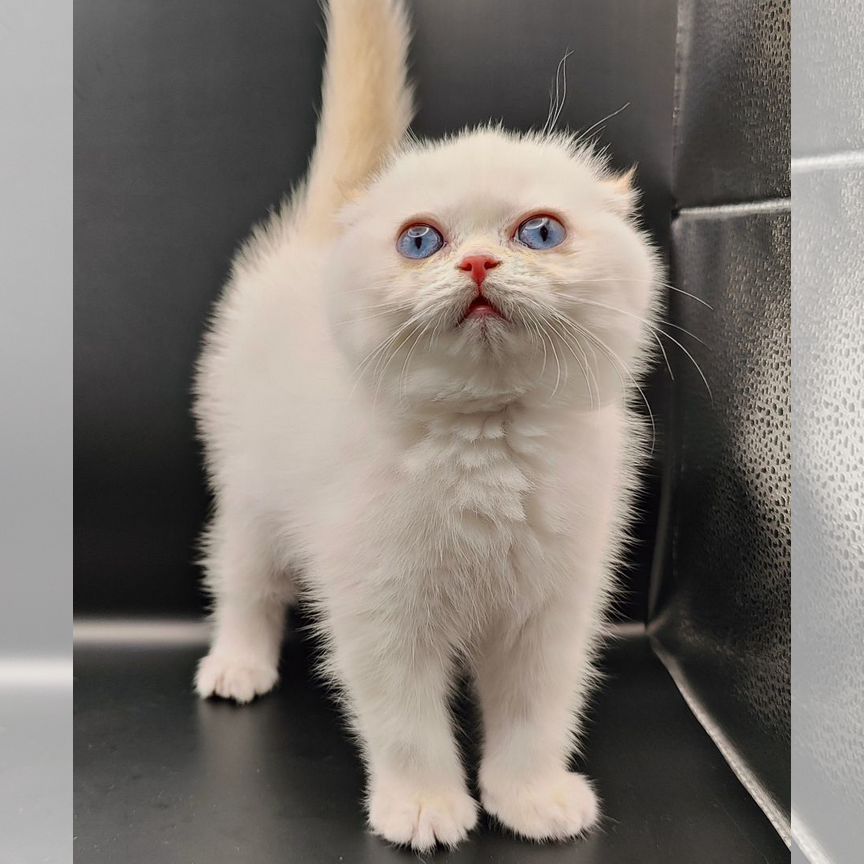 Милая шоколадка-вислоушка by 12 33