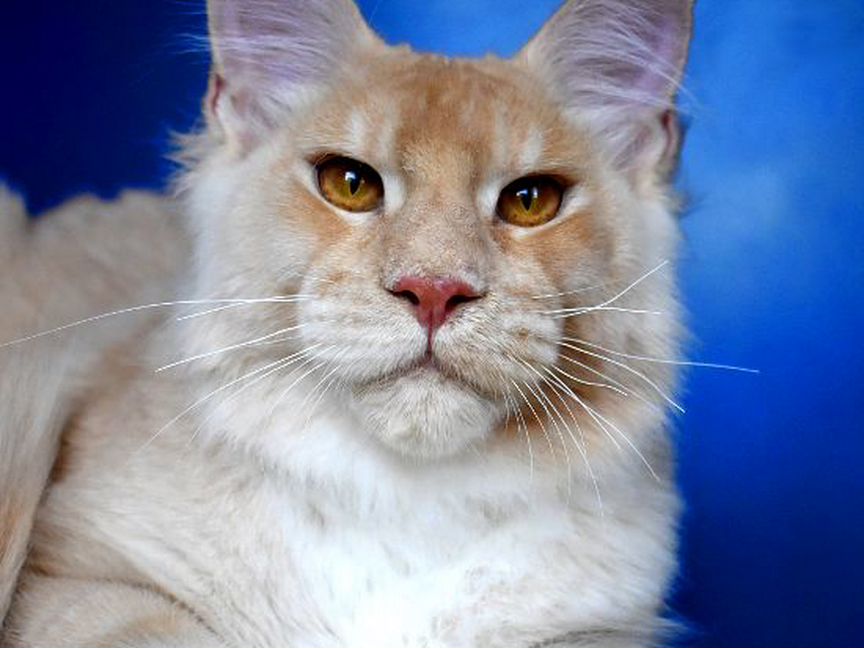 Я хороший солнечный испанец и