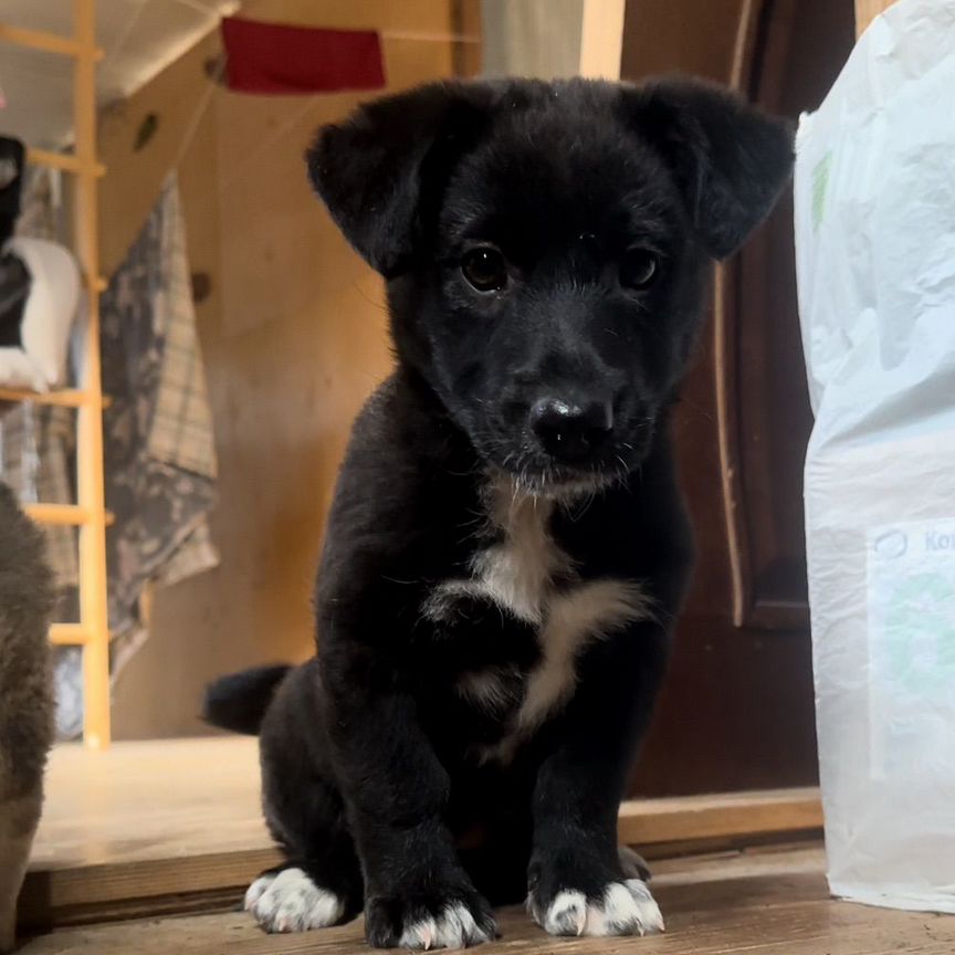 Щенок Баффи