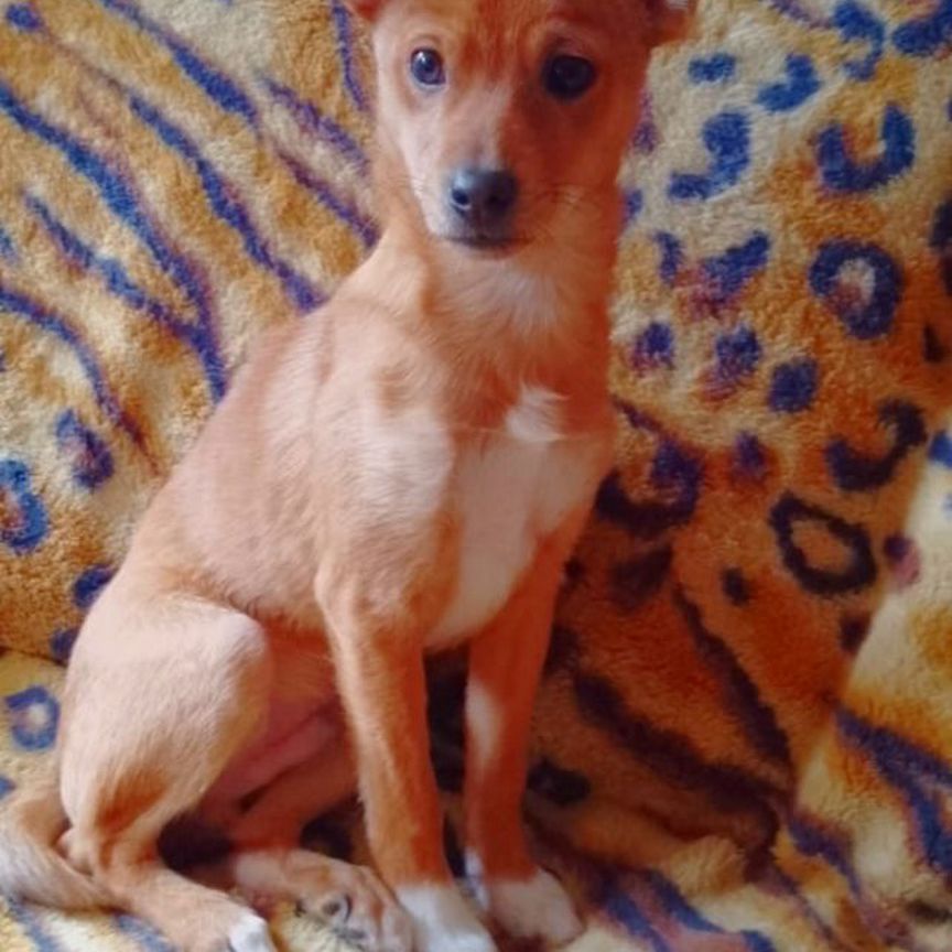 Той-терьер щенки