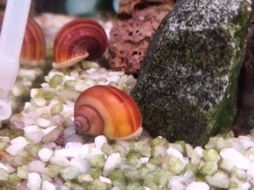 Улитки аквариумные ампулярии